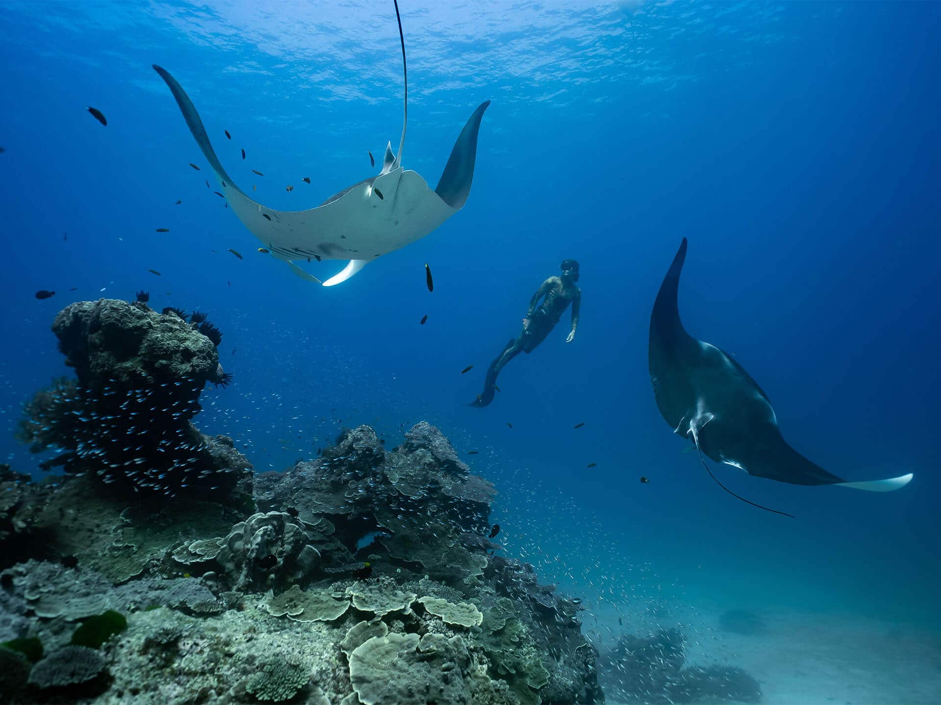 Start Your Freediving Journey - The Pressure Project