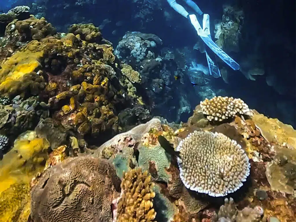 Snorkeling In Sunshine Coast | Fun Dives, Line Training | The Pressure ...