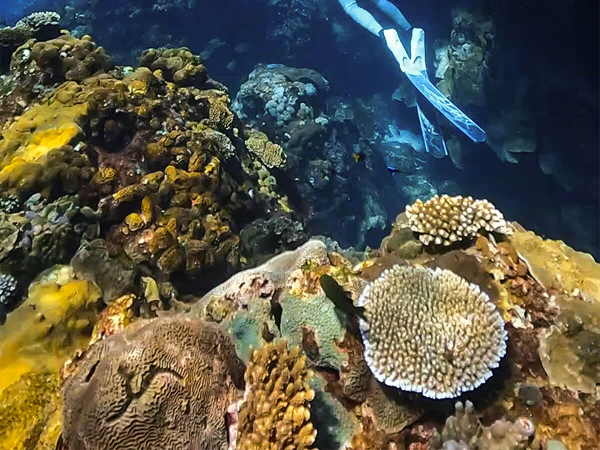 Snorkeling Sunshine Coast | Fun Dives, Line Training | The Pressure Project