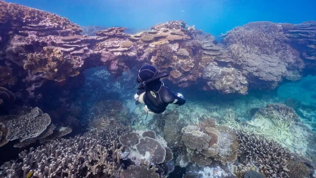 Snorkeling In Sunshine Coast | Fun Dives, Line Training | The Pressure ...
