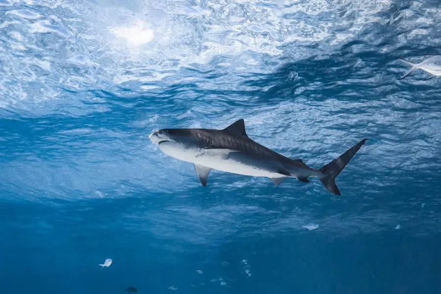Fuvahmulah Maldives - Shark Island Retreat | The Pressure Project
