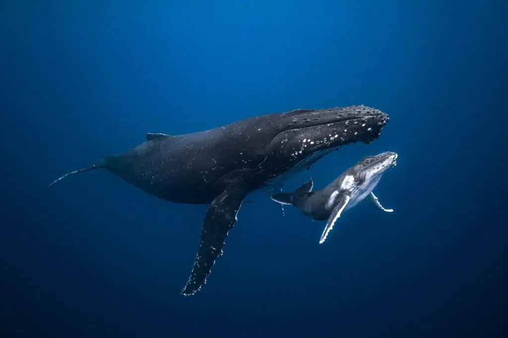 Whale Swim in Sunshine Coast | The Pressure Project