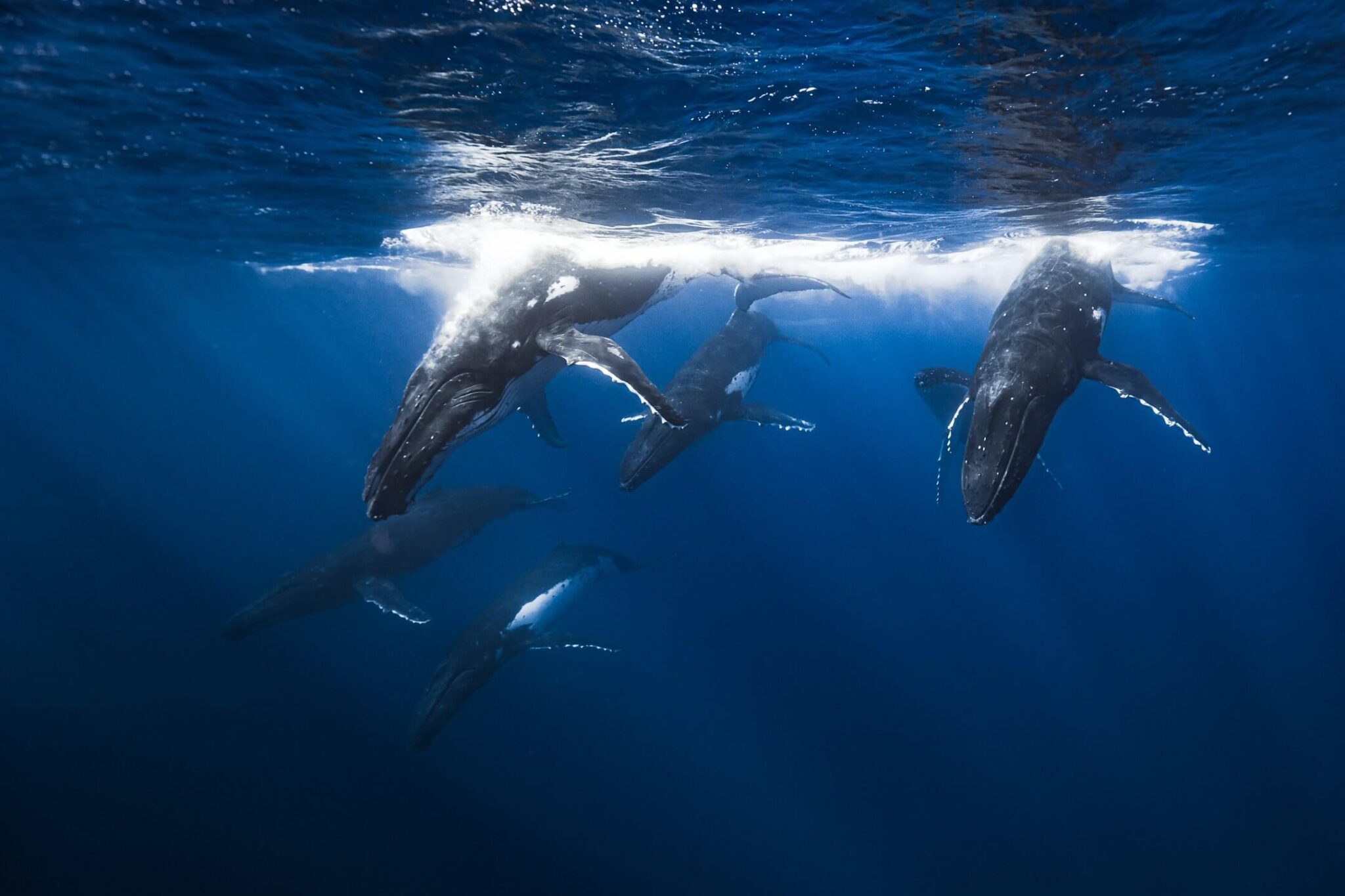 Whale Swim in Sunshine Coast | The Pressure Project